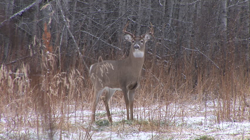 Whitetail Deer In Saskatchewan, Non-typical Buck In Snow. Stock Footage ... Whitetail Deer In Saskatchewan, Non-typical Buck In Snow. Stock Footage ...