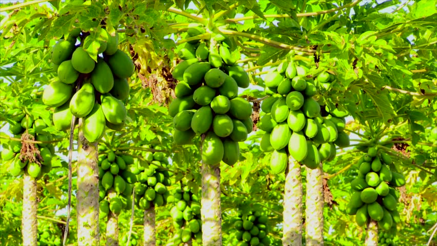 Papaya Field With Drone,Aerial Shot Stock Footage Video 8572384 ...