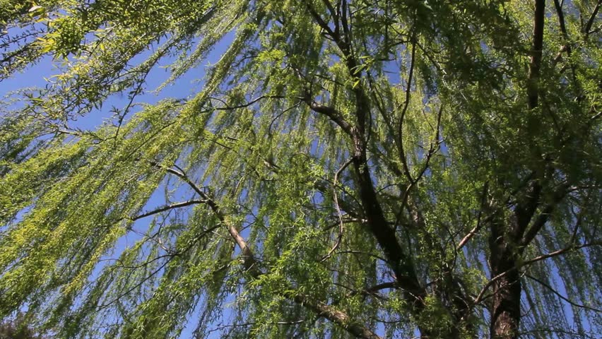 Beautiful Willow Stock Footage Video 2754869 - Shutterstock