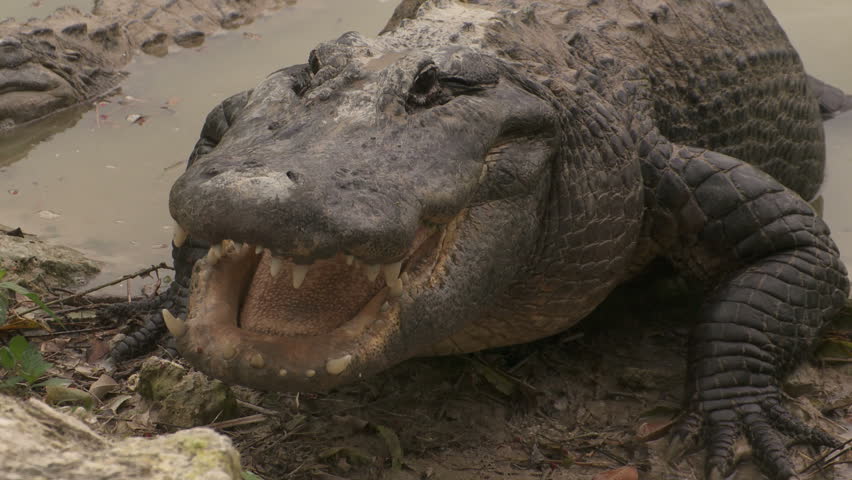 Alligator Open Mouth Stock Footage Video 1378456 - Shutterstock