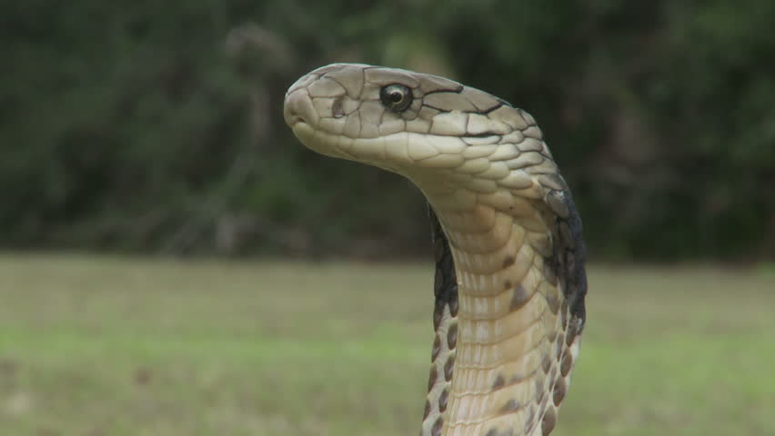 King Cobra Alert & Angry Stock Footage Video 1387162 - Shutterstock