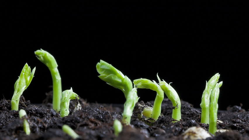 Timelapse Of Pea Seeds Germination Stock Footage Video 1981654 ...
