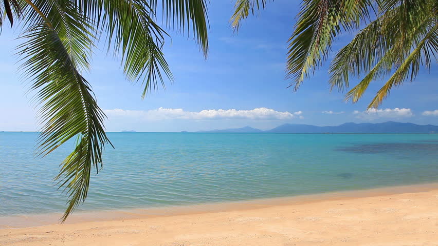 Tropical Beach And Palm Tree Stock Footage Video 2050604 - Shutterstock