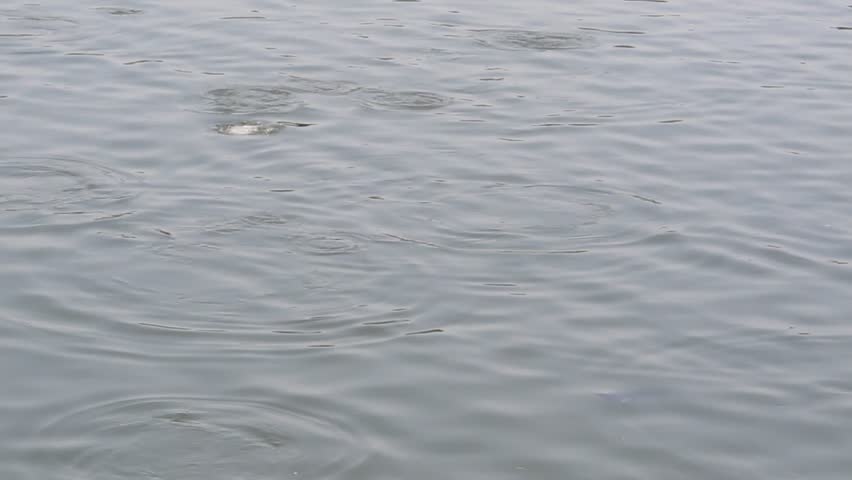 Fish Swimming In The River Stock Footage Video 2211547 - Shutterstock