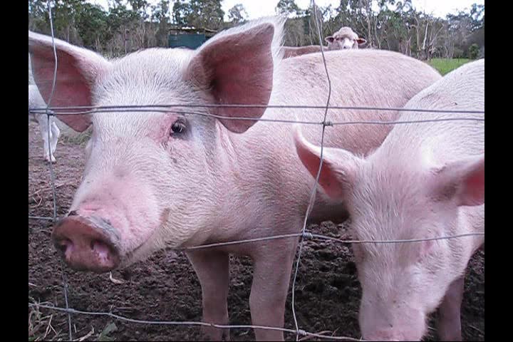 Sow Give Birth To A Baby Pig Stock Footage Video 8652835 - Shutterstock