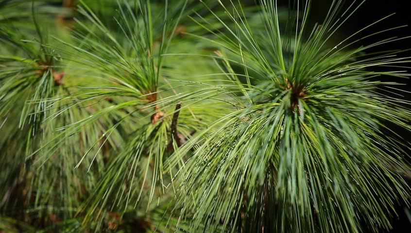Green Pain Tree Leaves In The Wind. Stock Footage Video 2682152 ...