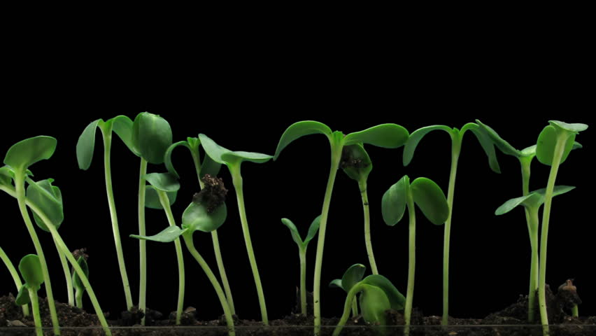 Time-lapse Of Germinating Sunflower Seeds 6b2 Stock Footage Video ...