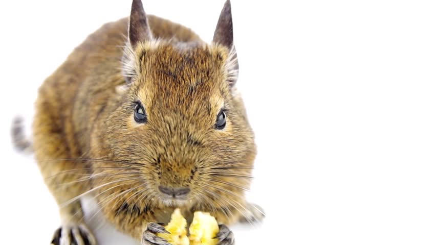 A Cute Degu Eating Pet Food Stock Footage Video 2832685 - Shutterstock