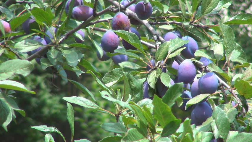 Plum Tree Stock Footage Video 2893408 - Shutterstock