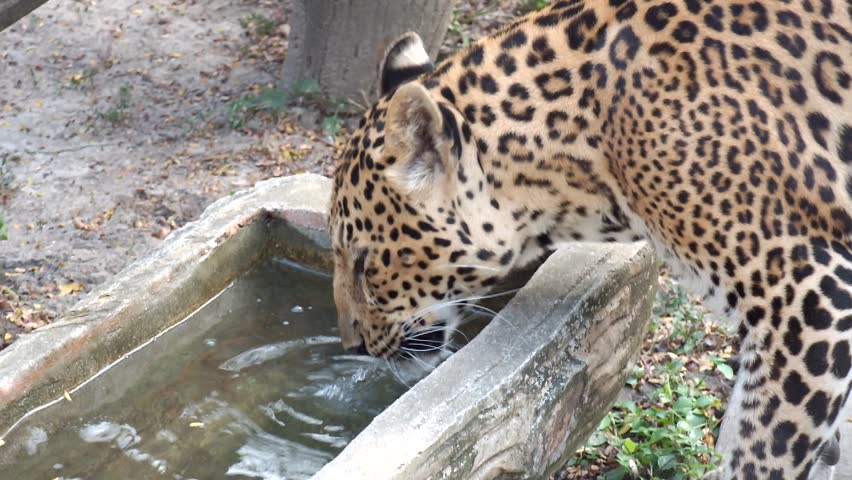 Leopard Drinking Water At The Zoo Stock Footage Video 3405779 ...