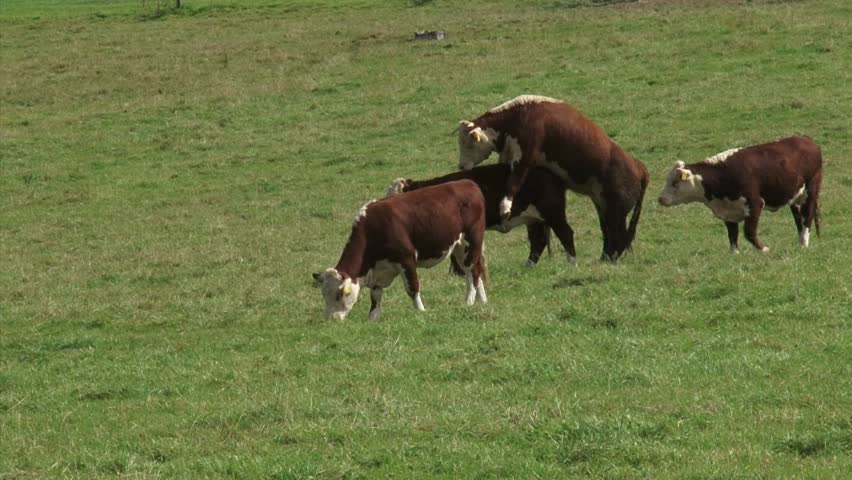 Hereford Cattle Grazing And Mating. Herefords Have Few Problems With ...