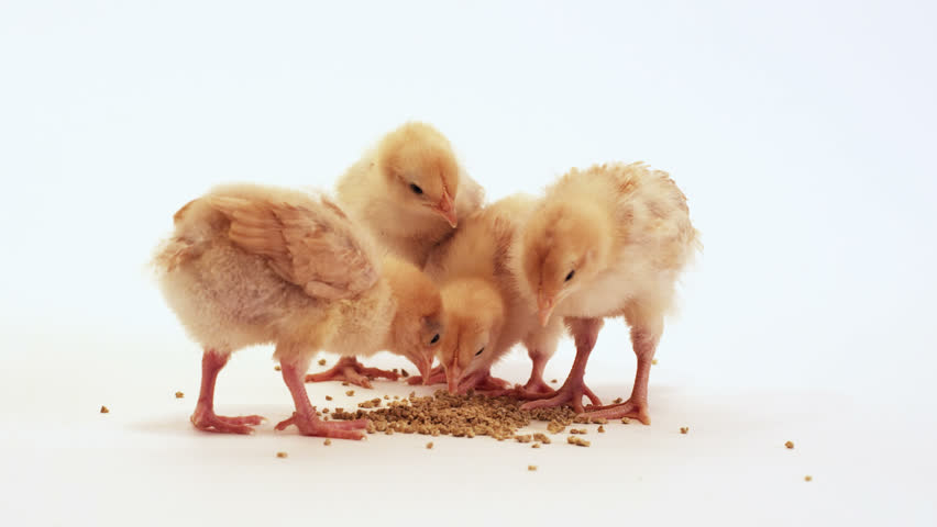 Group Of Baby Chicks Eating Stock Footage Video 4545278 - Shutterstock