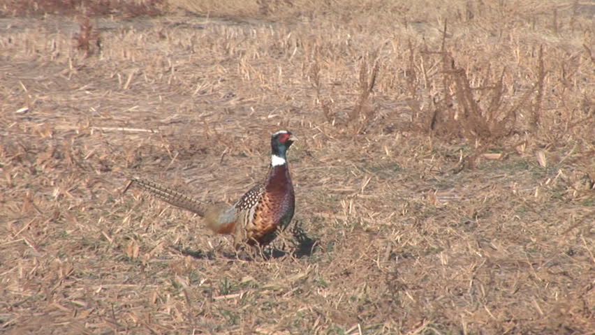 Pheasant Hunter Game Free - dsfreemix