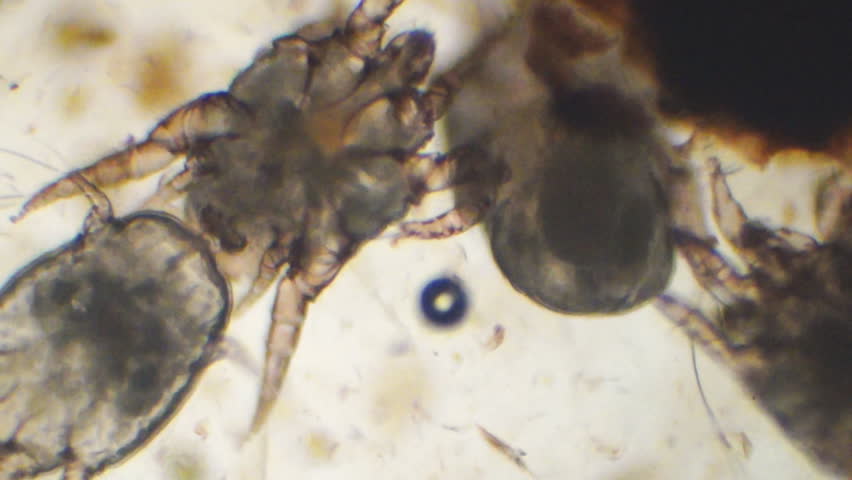 Otodectes Cynotis Cat