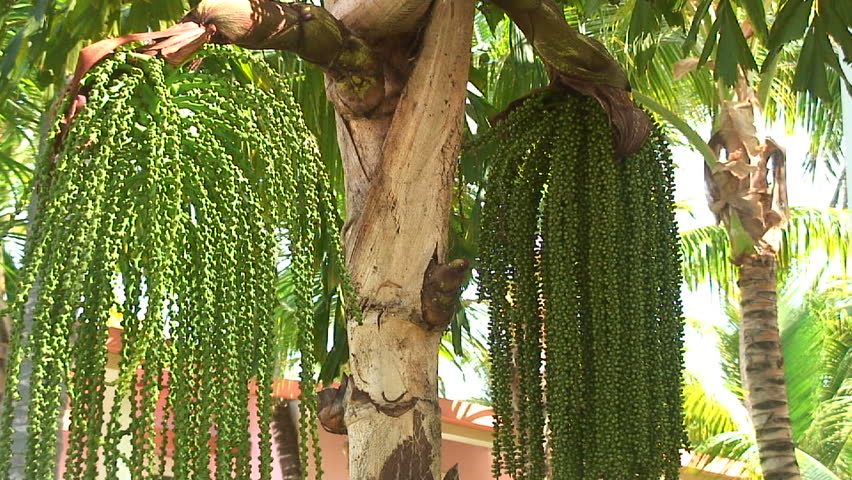 Tree With Dreads. HD 1080 Stock Footage Video 53968 - Shutterstock