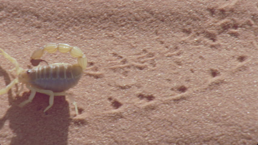 Scorpion Walks Across The Red Sands Leaving Prints Tracks Spoor Behind ...