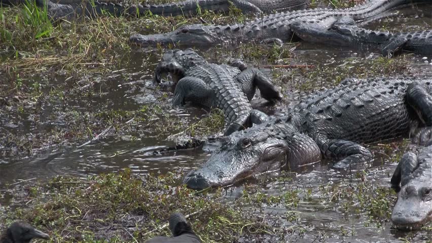 Multiple alligators slither and fight in a swamp. - HD stock video clip