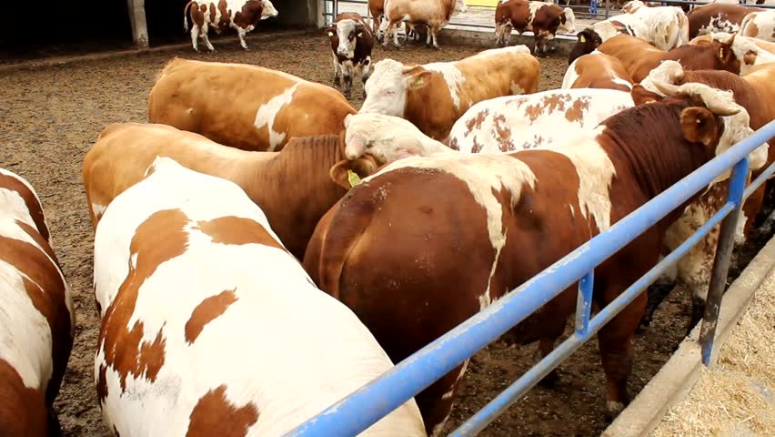 Ranch Farm Cattle Mating Season Stock Footage Video 12686072 - Shutterstock