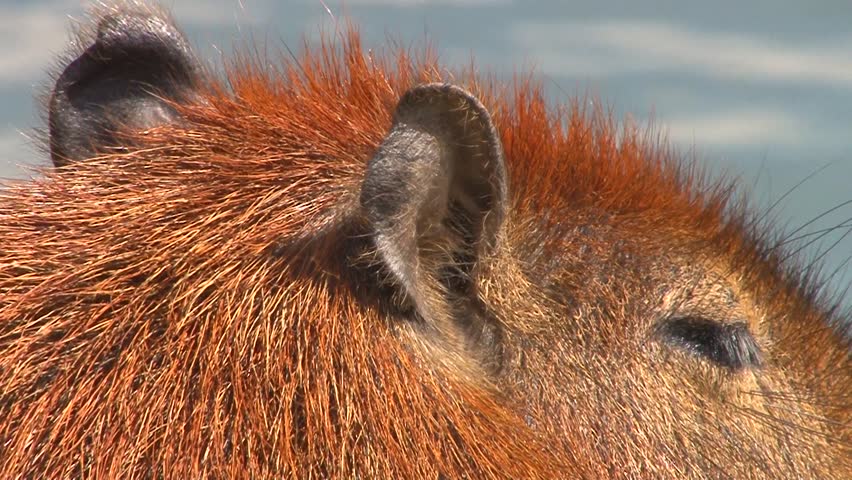 Capybara - Hydrochoerus Hydrochaeris â South American Rodent - Detail ...