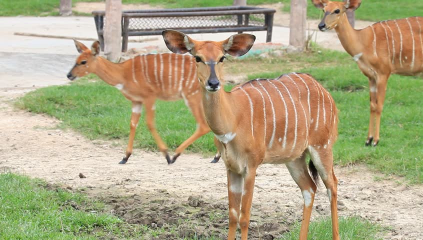 African Striped Deer