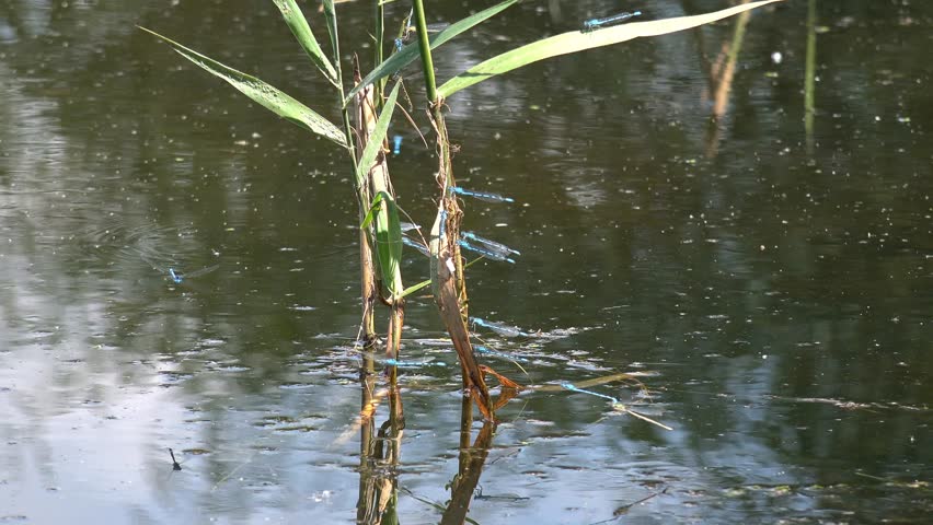 Insect And Lake Wallpapers