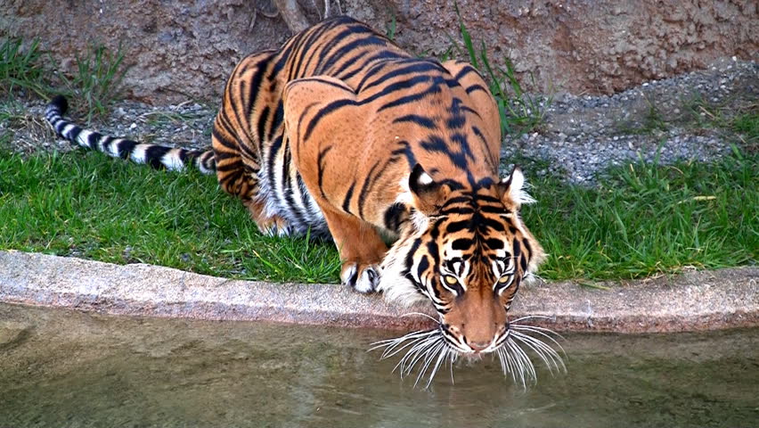 Adult Tiger Drinking Water From The Stream Stock Footage Video 723697 ...