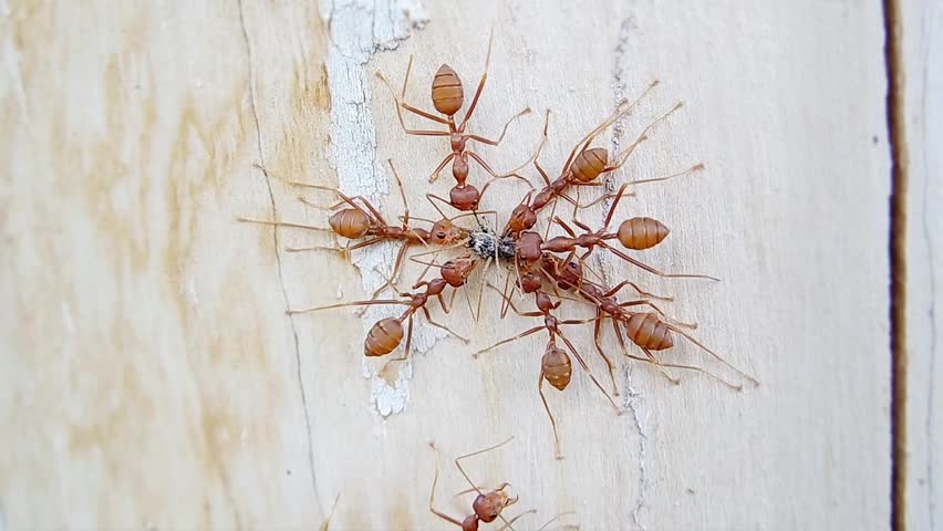 Close-up Fire Ants Hunting Stock Footage Video 7588066 - Shutterstock