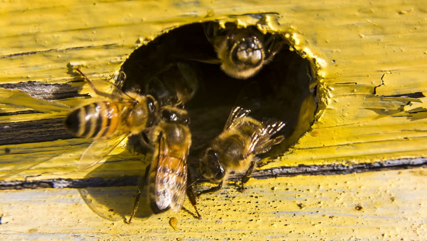 Time Lapse. Shot Of Swarm Of Bees Fighting With Aliens. Stock Footage ...