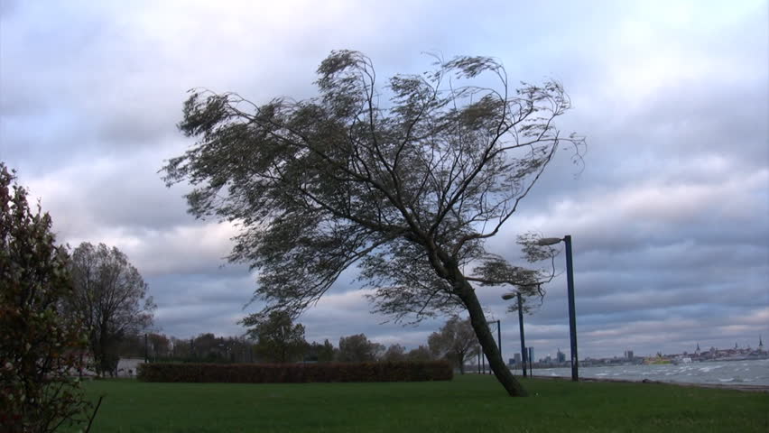 Tree shake in the strong wind near the sea. - HD stock footage clip