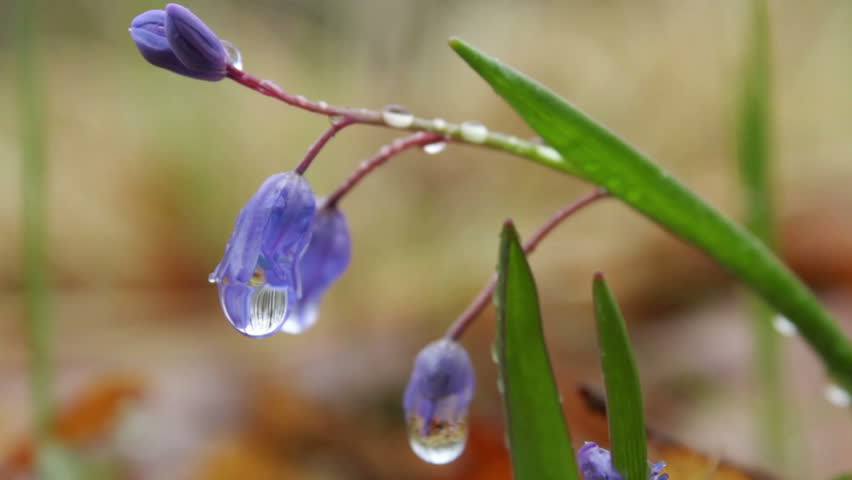 Falling Rain In Flower